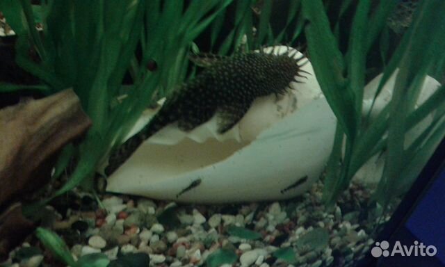 Сом Анциструс обыкн. Аквариумн. рыбка. Самец