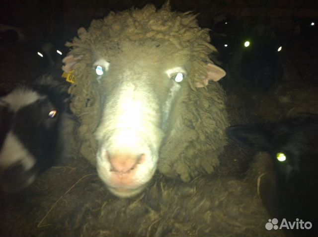 Продам овцематок романовских