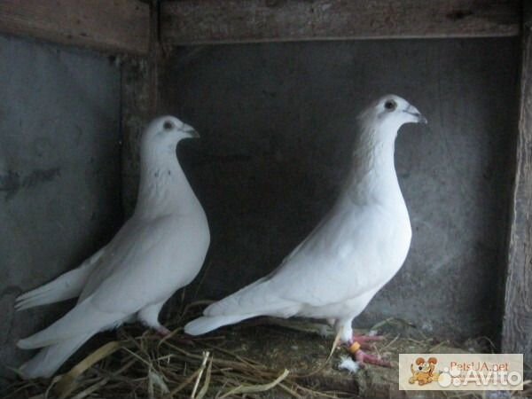 Голуби Чехи, почтовые