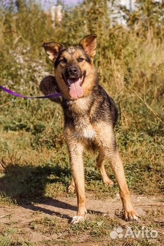 Знакомьтесь с обаятельным мальчишкой Шариком