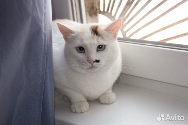 Мальта. Кошка-загадка в хорошие руки