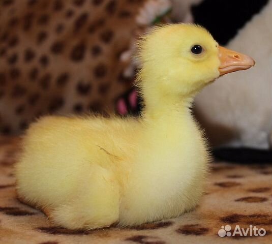 Гусята Линдовские (Линда)