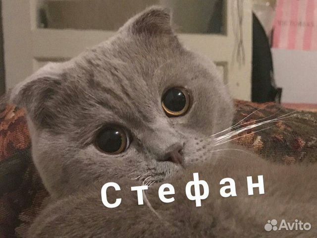 Вязка. Шотландец фолд