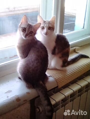 Отдам 2 кошечек