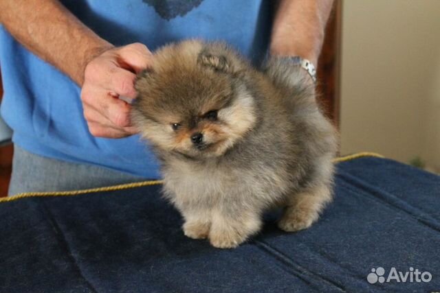 Померанец красавец