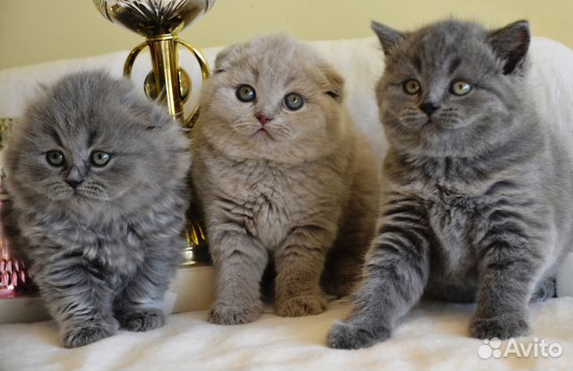 Клубные, элитные котята