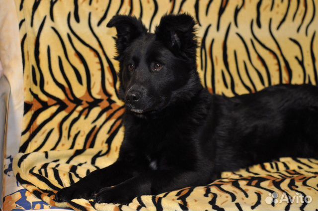 Самая плюшевая собака на свете