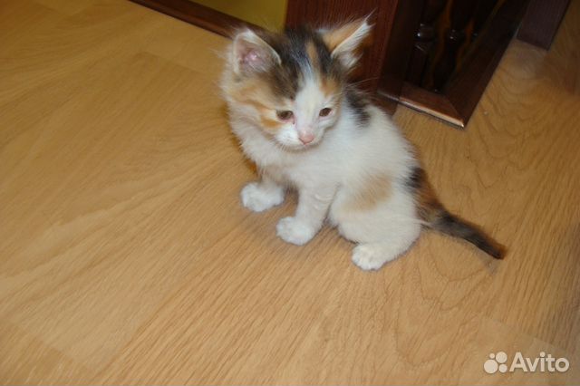 Котята бесплатно (1 месячные)