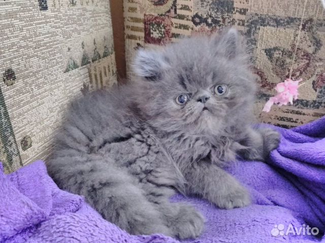 Шикарные персидские и экзотические котята