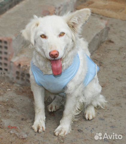 Белоснежное Облачко