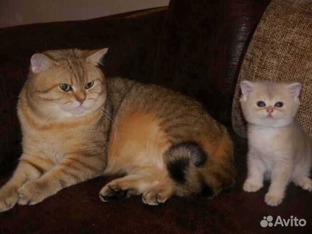 Котёнок(кошка) шиншилла редкого окраса