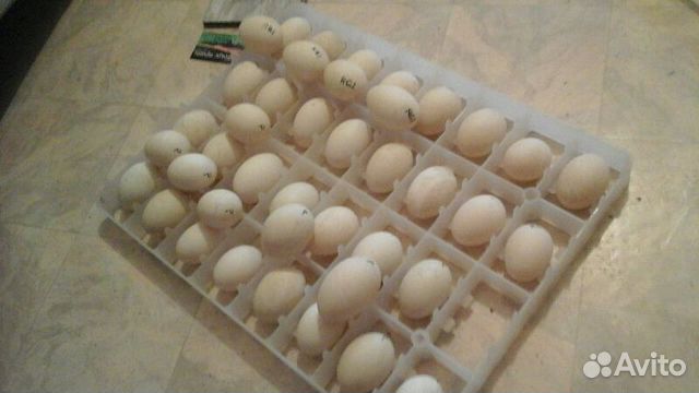 Инкубационное яйцо