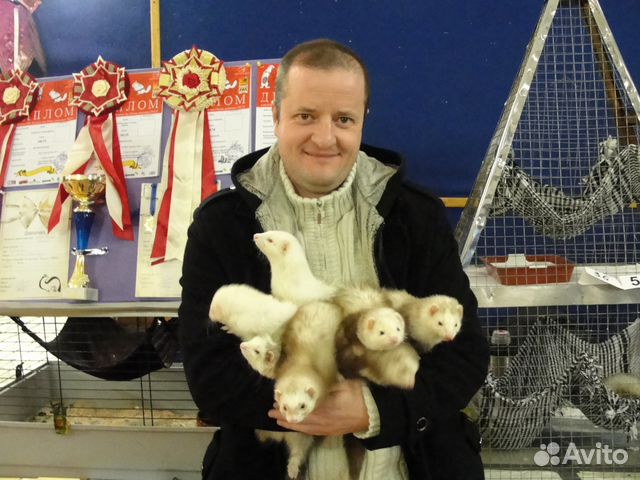 Щенки от чемпионов и призёров выставок