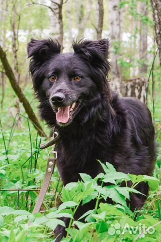 Милый пёсик Черныш мечтает обрести хозяина