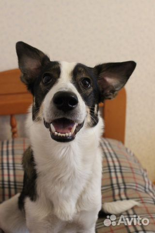 Красавица Леся в добрые руки