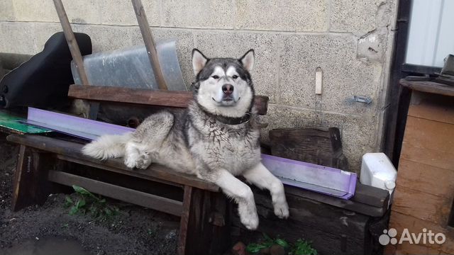 Вязка Аляскинского маламута