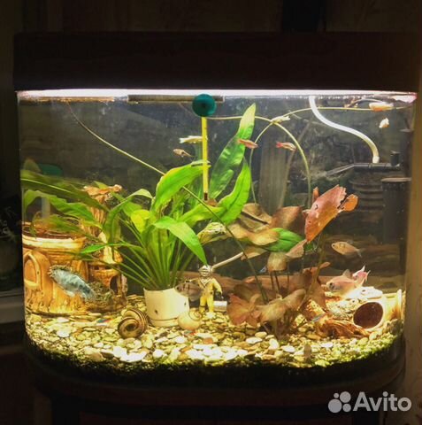 Аквариум, 60 л