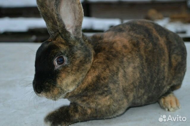 Кролики Рекс