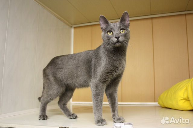 Котик серо-голубого окраса ищет дом