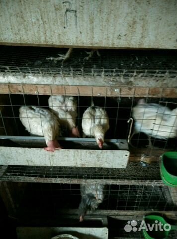 Куры несушки породы ломан и ник