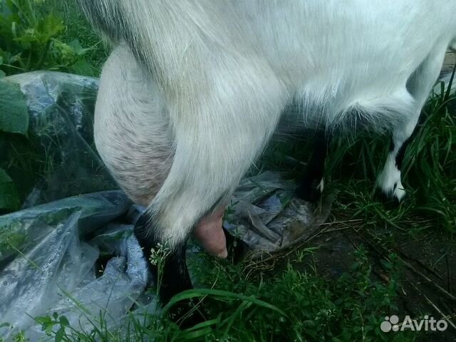 Продаю Коз удоем 4 и 3,5 литра