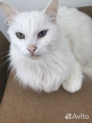 Турецкая ангора