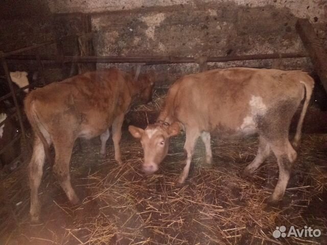 Продаются телята
