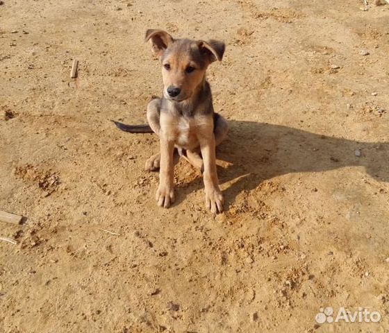 Плюшевые Рыжики - щенки-мальчики в заботливые руки