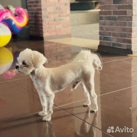 Вязка мальтезе