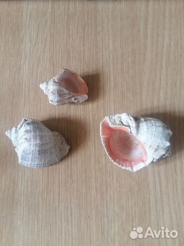 Ракуша рапан