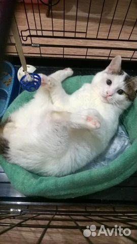 Котик Тушканчик, 1 год