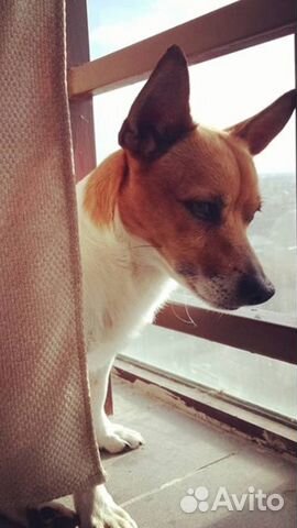 Жду невесту