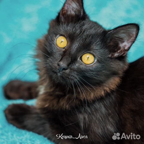 Котенок девочка Лиса