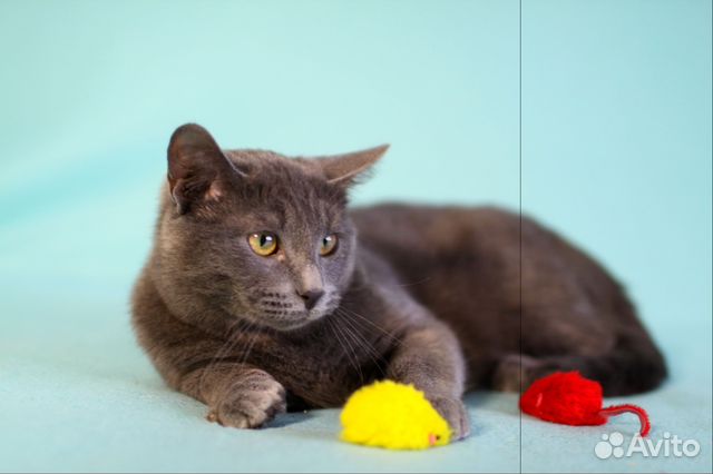 Кот Бублик в поисках дома