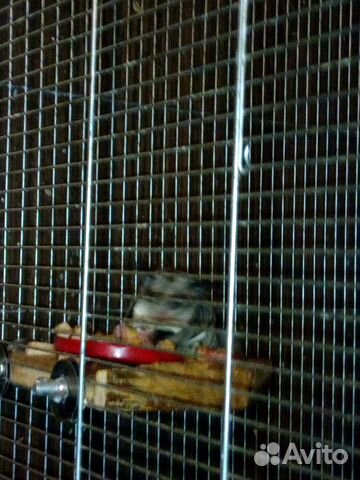 Сахарный поссум