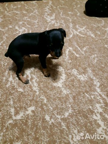 Щенок Карликового пинчера