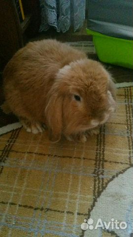 Кролик в отвественные руки