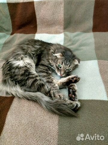 Вислоушка молодой котик