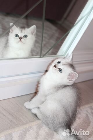 Шиншилловые Ласковые и красивые котята у нас