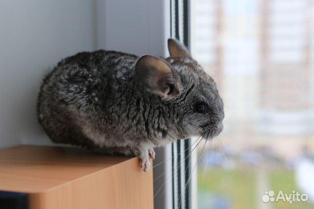 Шиншилла