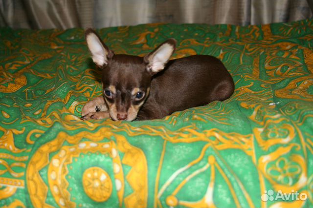 3 мальчика-тойчика