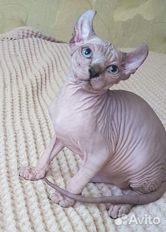 Шикарный мальчик Эльф