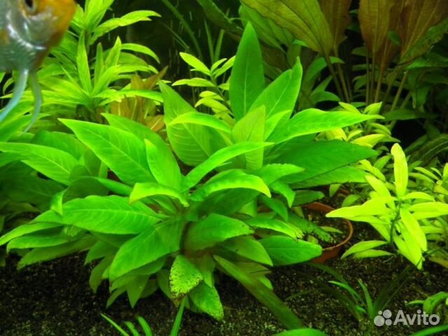 Аквариумные растения, анубиас, роголистник и др