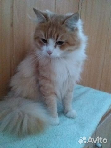 Рыжик - шикарный котик в поиске дома