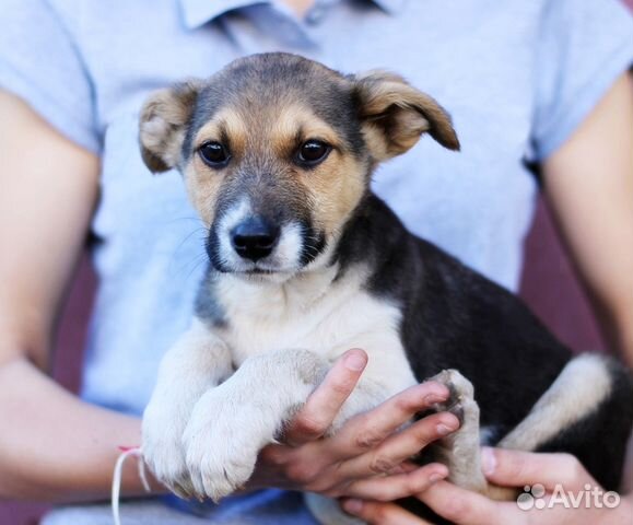 Настоящее сокровище - маленький Бруно