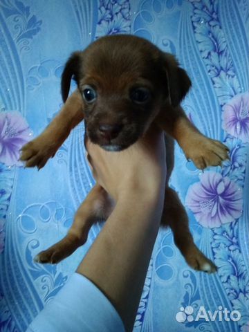 Отдаем щеночков в добрые руки. Город Муром