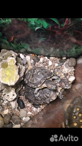Черепахи 2 шт
