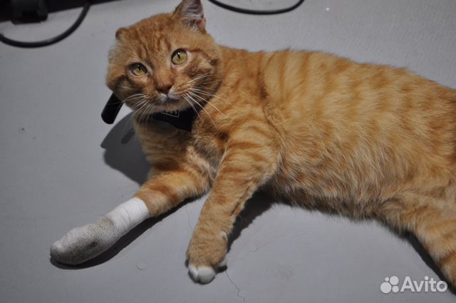 Кот Френк ищет дом