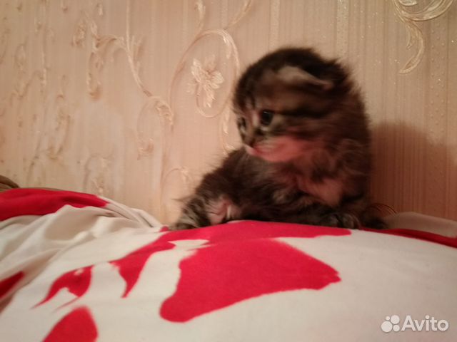 Продам шотландских вислоушек