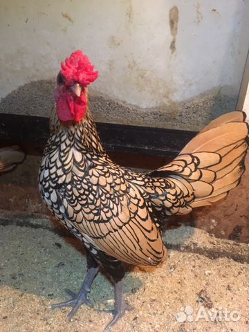 Сибрайт лимонный